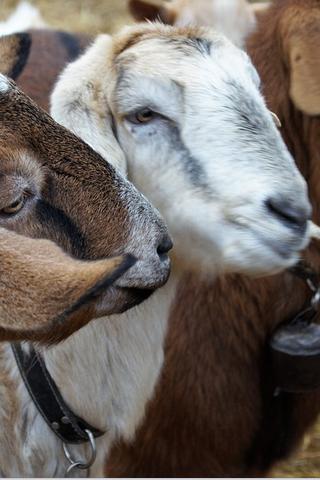 Goats, Cameroon